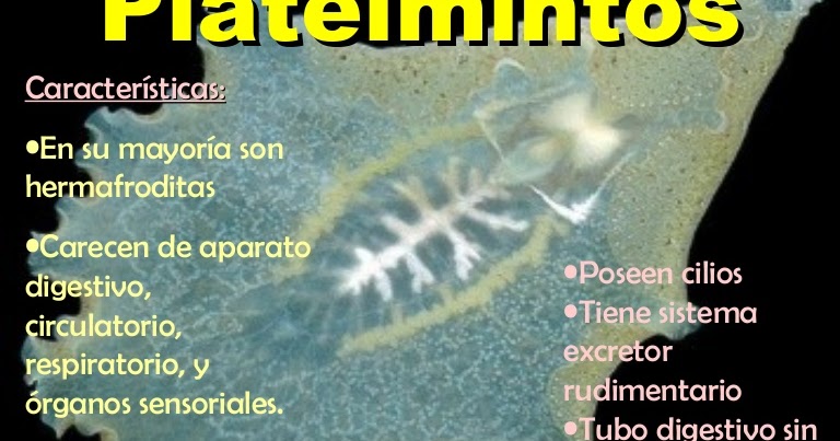 Agropecuaria UTB: PLATELMINTOS