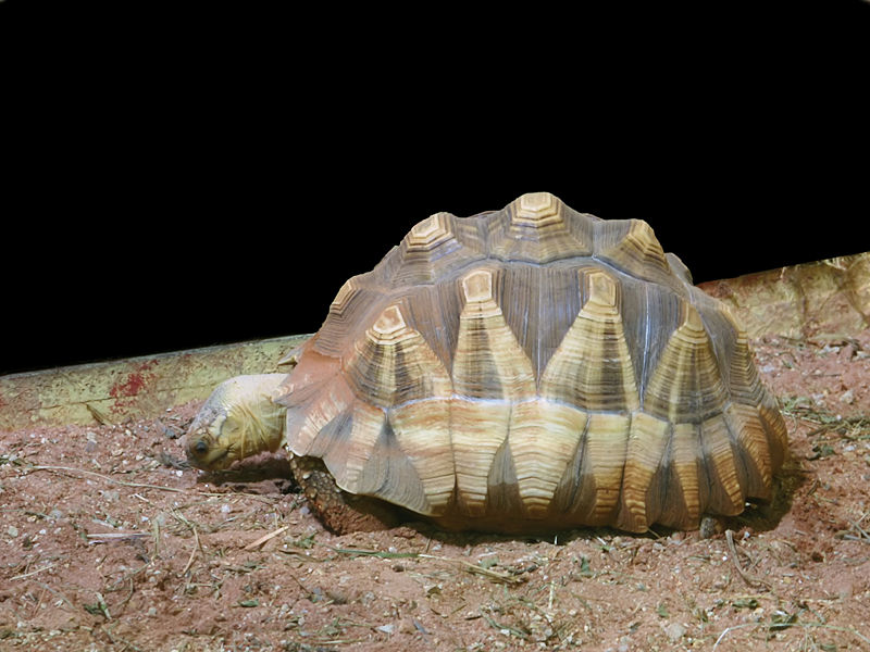 Turtle Pictures: Angonoka tortoise - Astrochelys yniphora