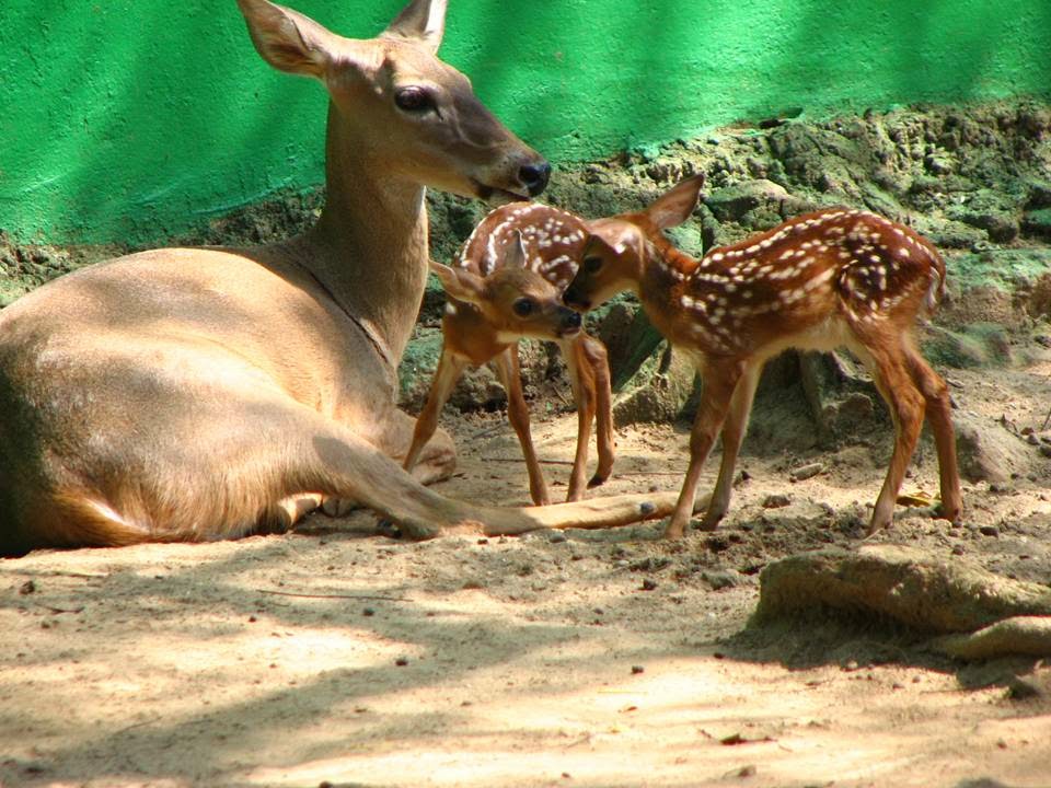 francisco lavin: LA PIEL DEL VENADO