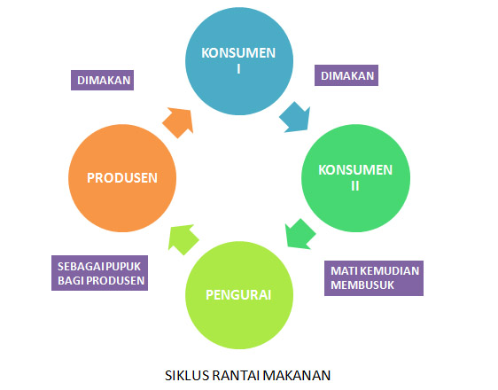 PENJELASAN SOAL RANTAI MAKANAN DAN CONTOHNYA - Pengertian Arti Definisi ...