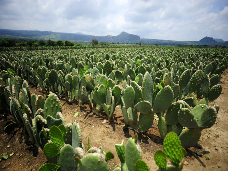 Alternativas para Cuidar el Medio Ambiente: PRODUCEN CON NOPAL BIOGÁS ...