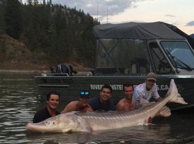 Pig Nose Fish : the legendary Canadian sturgeon caught in British ...