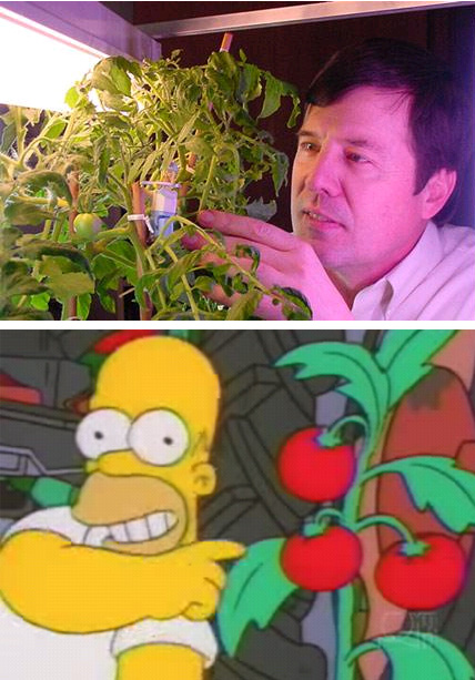 La curiosidad es una virtud: Cruce artificial de plantas: Tomaco