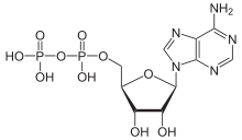 zila's world: Struktur AMP, ADP, ATP, NAD, NADP, NADPH