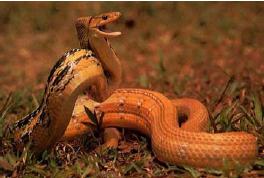 Pythonic Blog: Types of Non-Venomous Snakes Indonesia