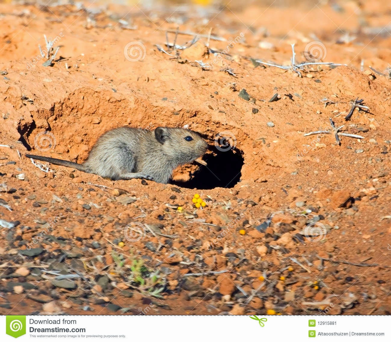 Fauna del Ecuador: ORDEN RODENTIA