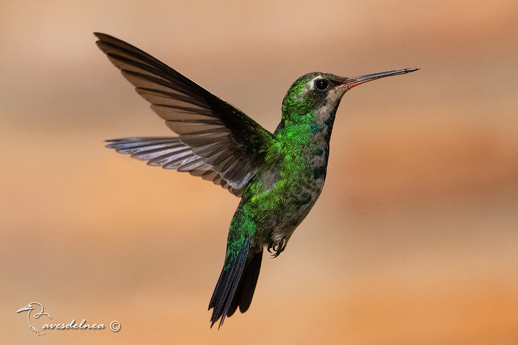 Aves del Nea: Picaflor verde (Glittering-bellied Emerald) Chlorostilbon ...