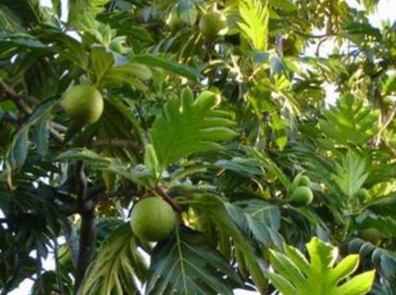 VENTO NORDESTE: FRUTA-PÃO - UMA DAS MAIS IMPORTANTES FRUTAS ALIMENTARES ...