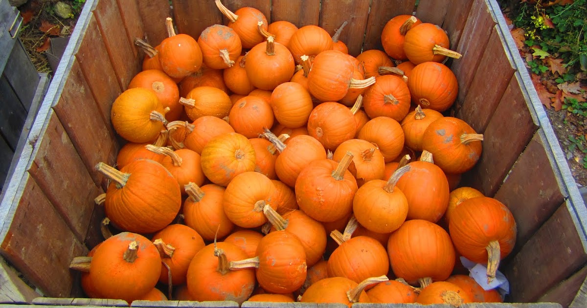 Pumpkin Recipe Round-Up