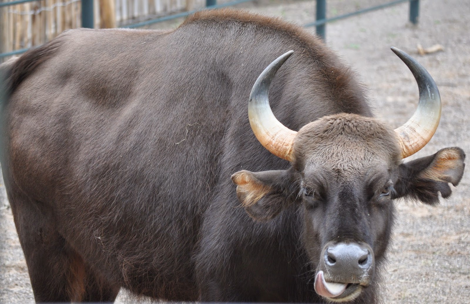 ZOOTOGRAFIANDO (6.100 ANIMALS): GAUR / GAUR (Bos gaurus)
