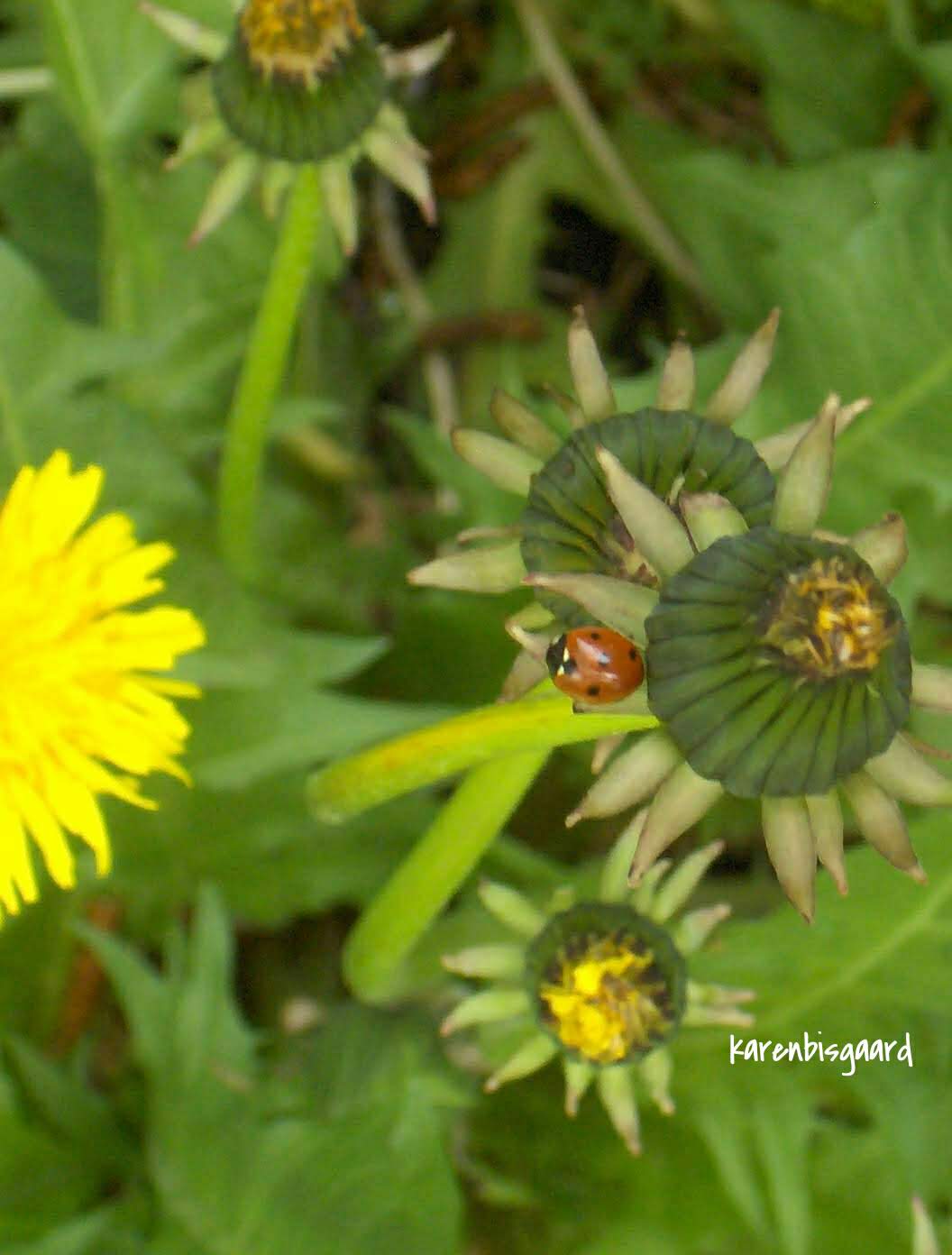 Karen`s Nature Photography: Fading Dandelion Flowers.