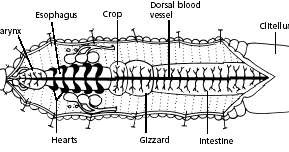 7th Grade Medical Partnership: Annelid Worm Dissection