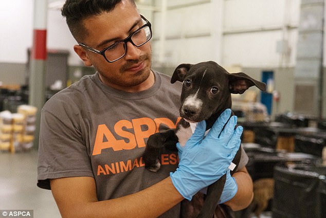 White Wolf : Owners who left their pets behind to Flee Irma could face ...