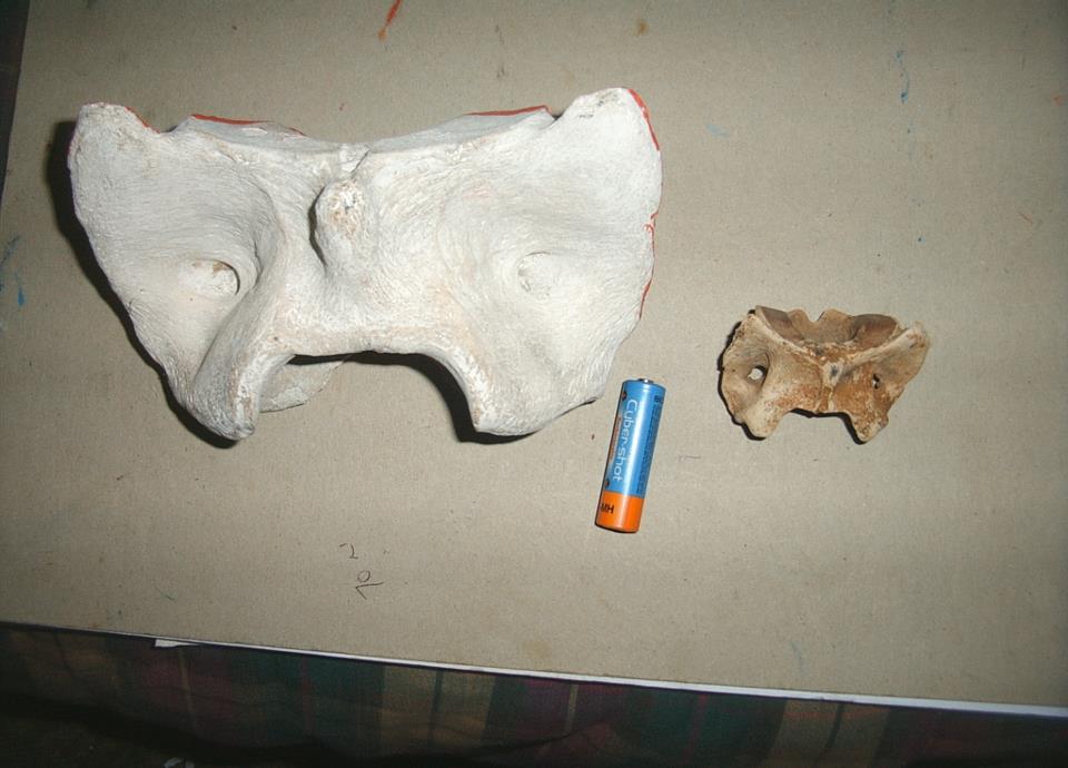 Aboriginal Prehistory Central Qld Area: Origins