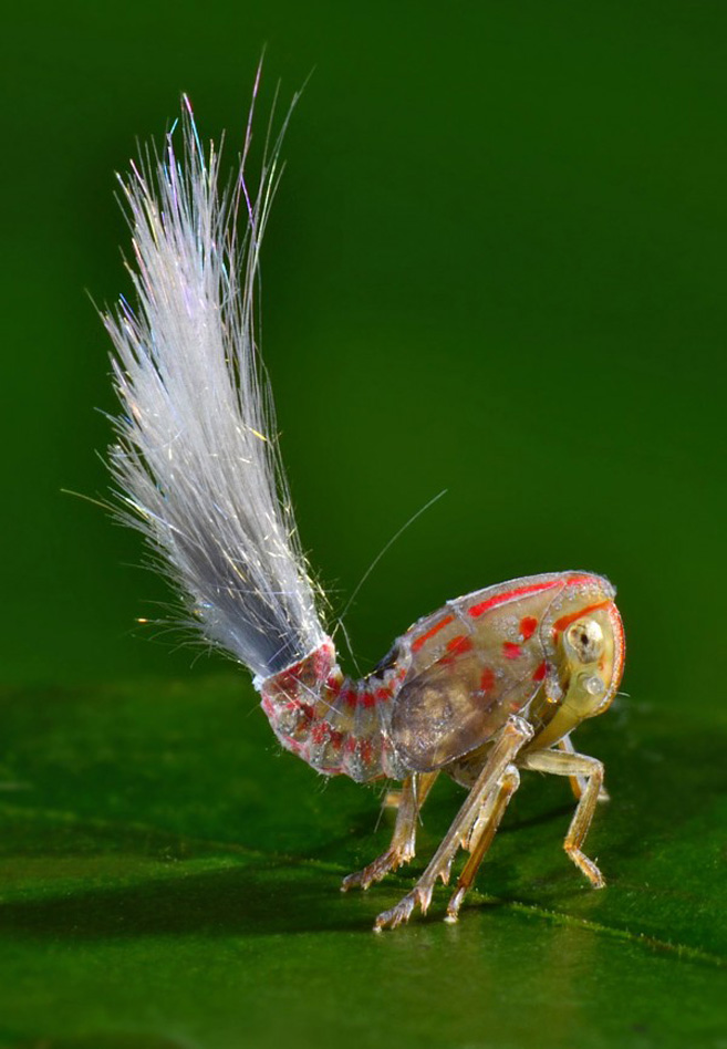 '18 : Troll-Haired Bug Discovered In Suriname, a country on the ...