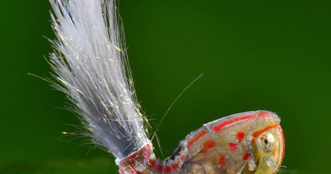 '18 : Troll-Haired Bug Discovered In Suriname, a country on the ...