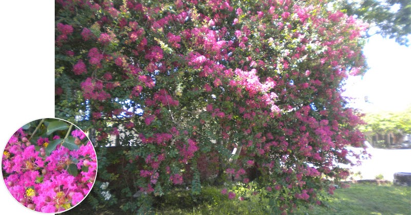 v e r d e c h a c o: Crespón