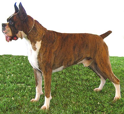 Beagle Boxer: Brindle Boxer Dogs