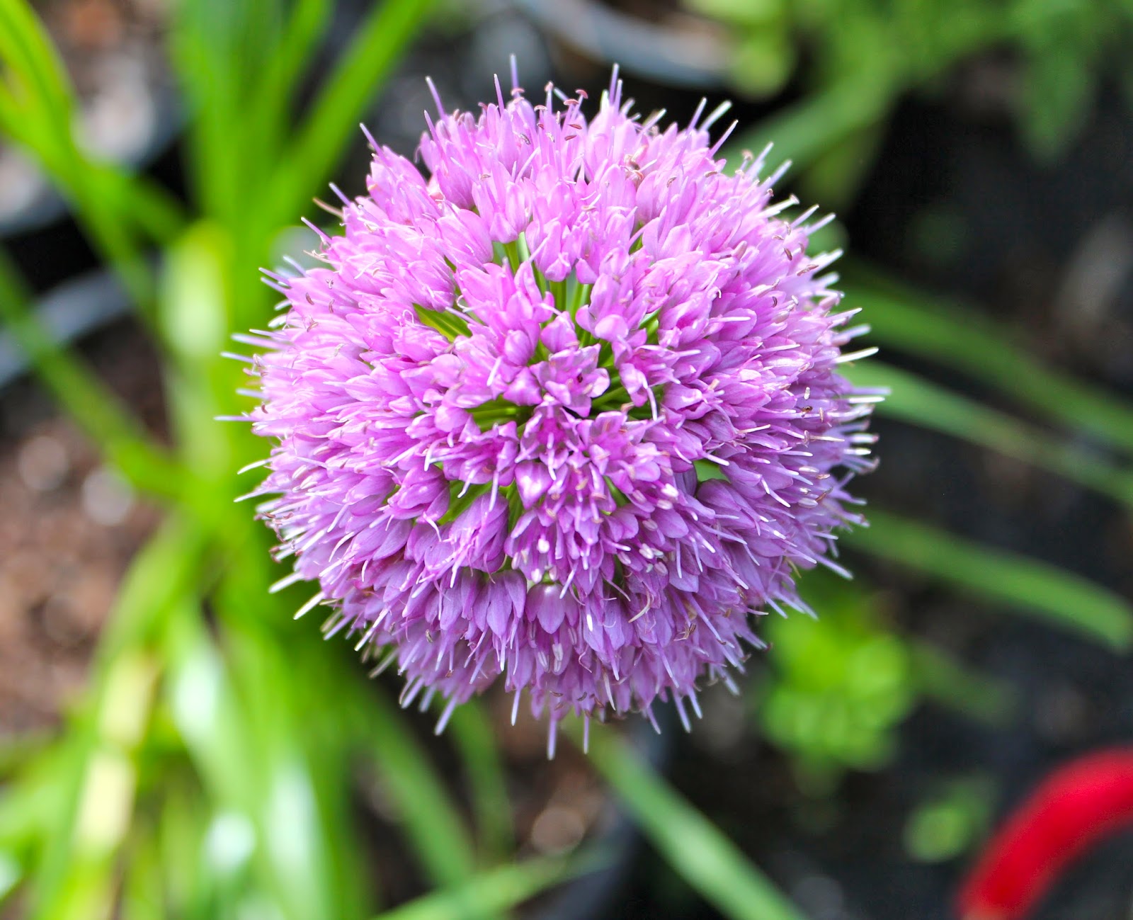 Florez Nursery: Allium 'Millenium'