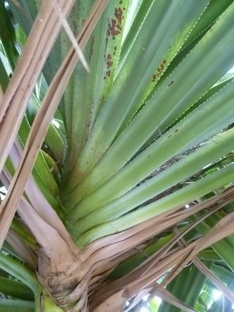 Maui Jungalow: The "Weaving" Tree: Hala