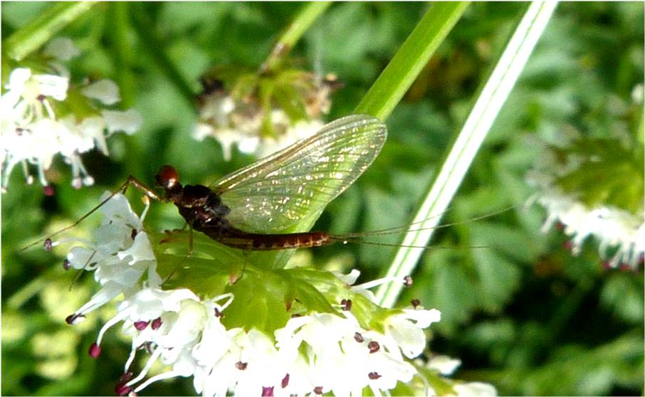 Insects of Scotland: Mayflies/Stoneflies