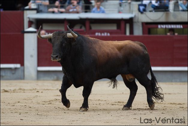 Adiós Madrid: LO MAS BONITO DEL TORO ES LA ILUSIÓN. AGUSTÍN MONTES ...