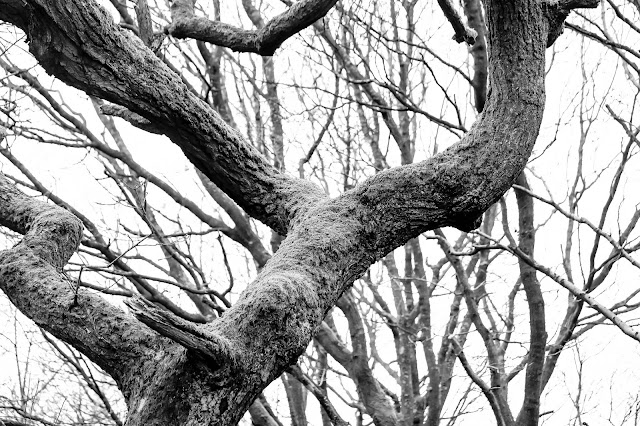 Dungeon Wood Changing How You See Trees Again Dungeon Wood Changing How You See Trees Again