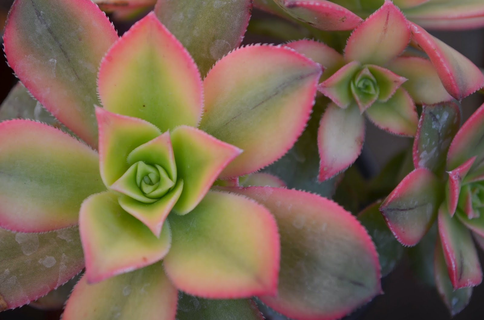 El Gran Jardín de Belén: Roseta Rosada...