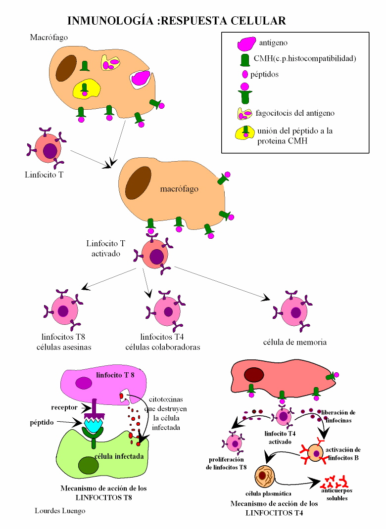 Biología y Geología. Bachillerato.: RESPUESTA INMUNE ESPECÍFICA