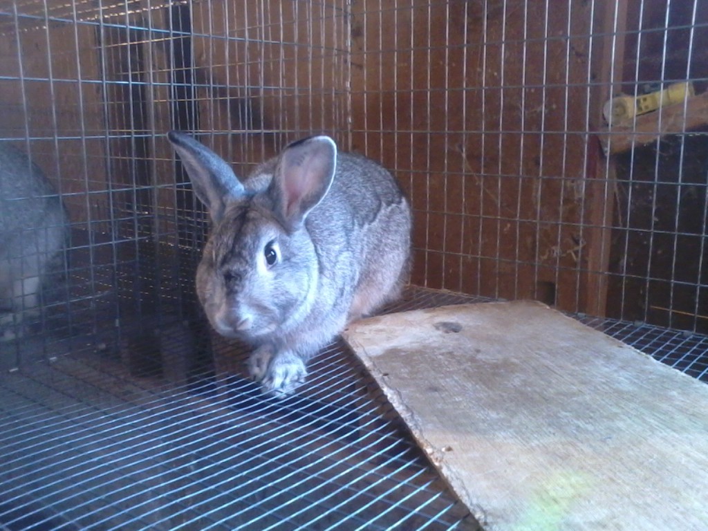 Less Than An Acre Farm: 2012