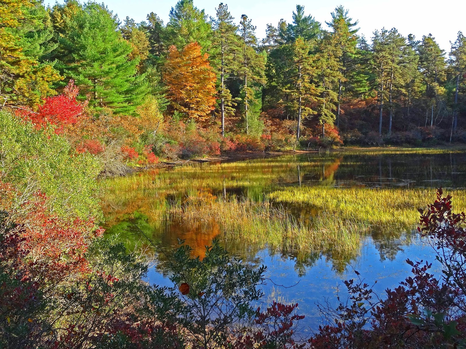 Joe's Retirement Blog: Fall, Myles Standish State Forest, Plymouth ...