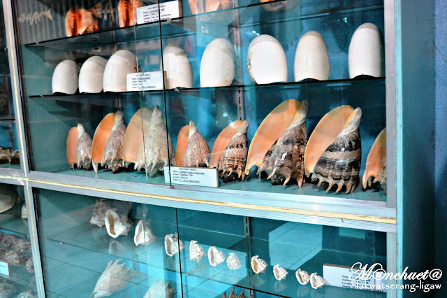 Nova Shell Museum | Lakwatserang Ligaw