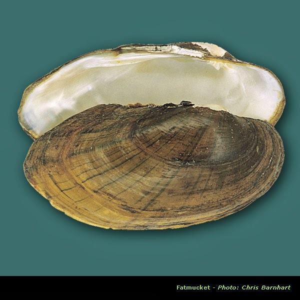 BUGGIN' OUT.: Protecting Mussels - The Importance and Decline of Mussels.