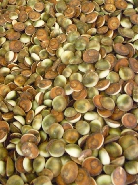 Natural Hand Made Jewelry: SHIVA EYE