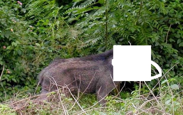 5 Tips Mencegah Serangan Babi Hutan [[ Bagas ]] Ketika Melakukan ...