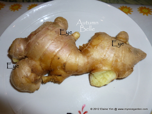 My Nice Garden: How to grow common ginger from store bought rhizomes