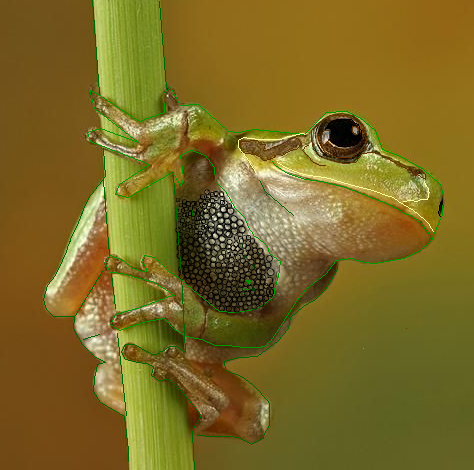 Imágenes del mundo animal: Sapo