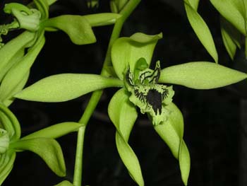 Inspirasi 63+ Background Bunga Anggrek Hitam