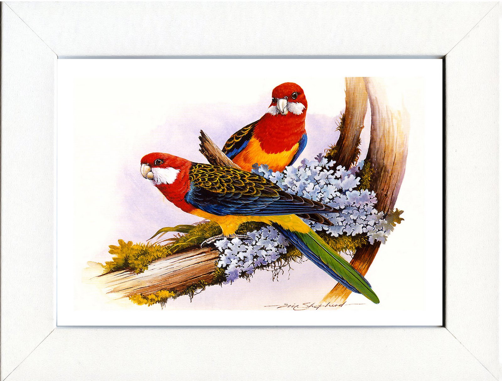 jjjewel.resimlerim: KUŞ VE DOĞA TEMALI RESİMLER