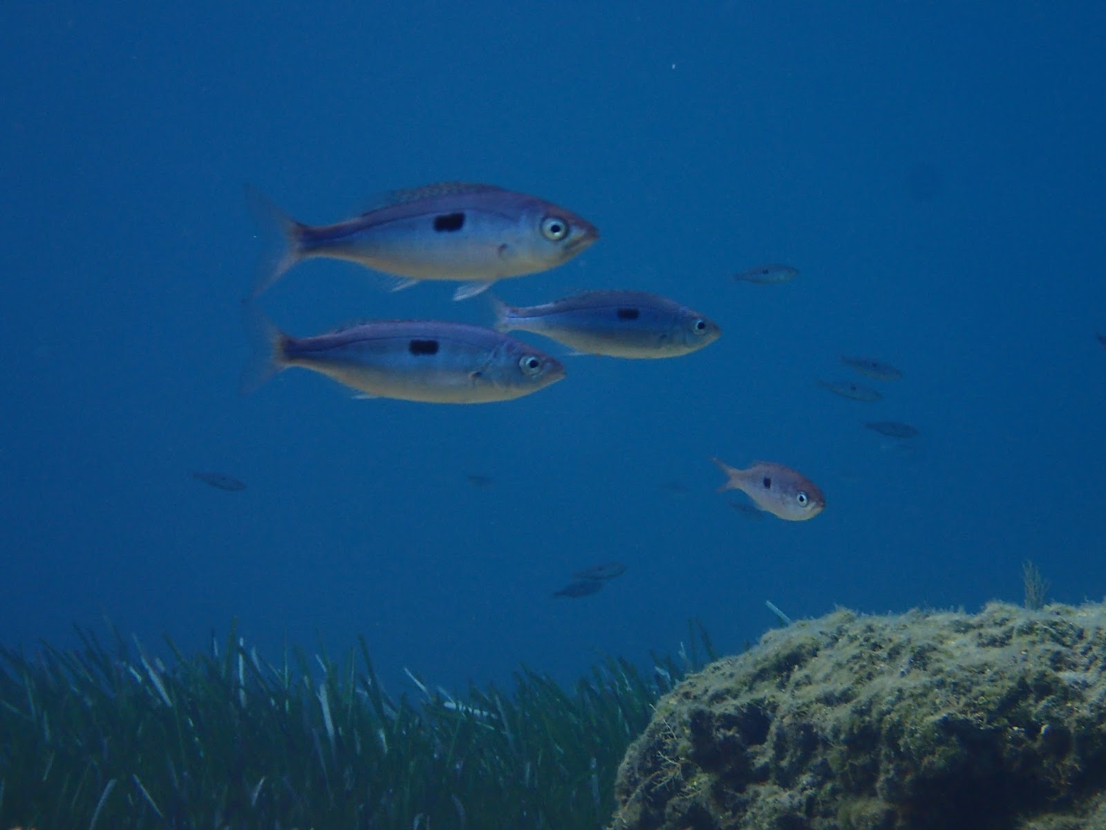 Biodiversity of Cyprus by NGO Protection of the Natural Heritage and ...