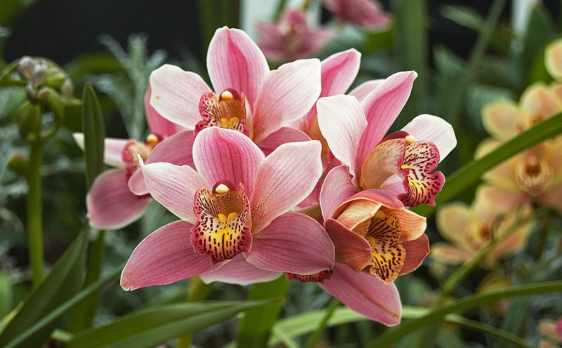 Grow and care Cymbidium orchid - Boat orchid | Travaldo's blog