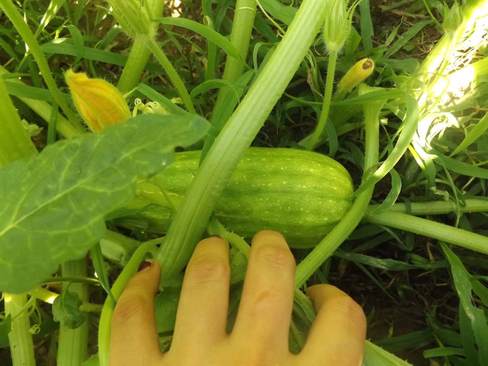 Late June 2015 garden update (harvesting squash) | Gardening Forums