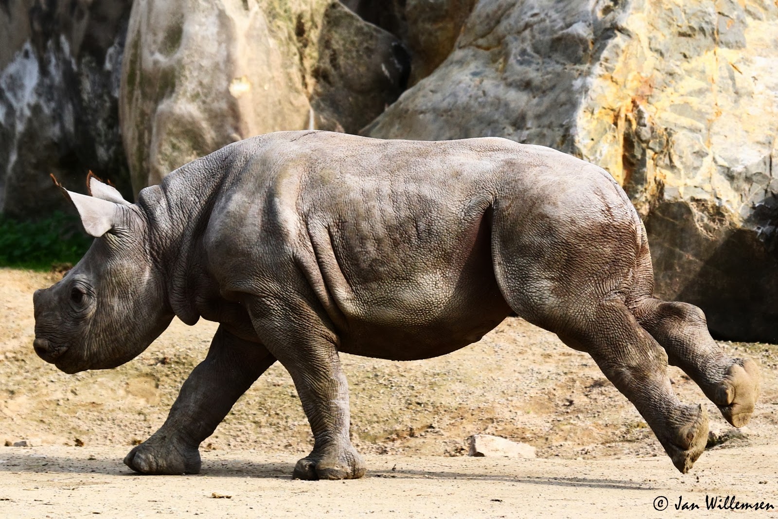 Jan Willemsen Fotografie: ZOO Krefeld (Germany)