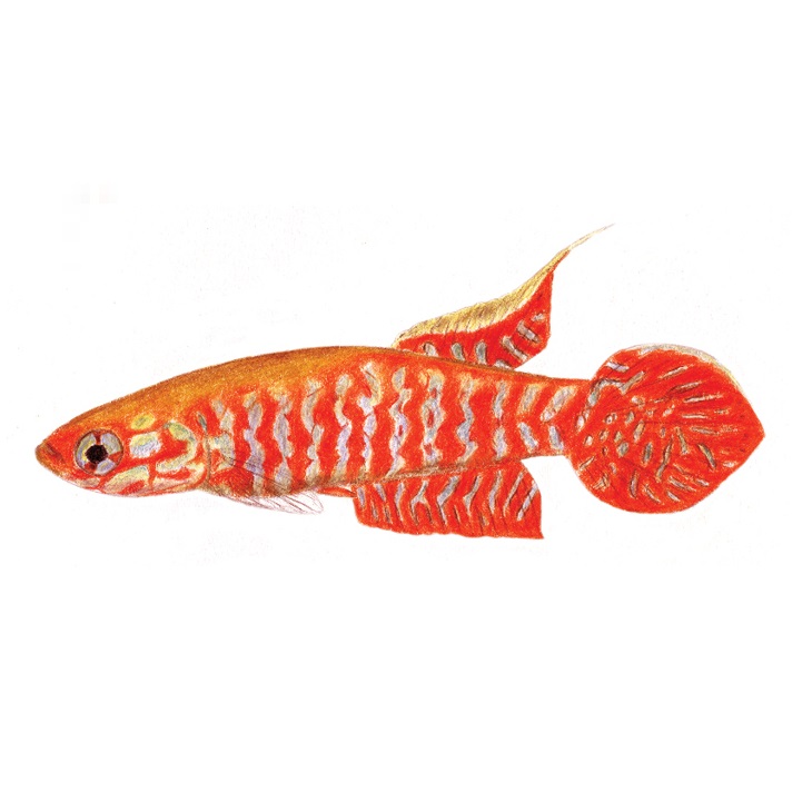 Species New to Science: [Ichthyology • 2019] Leptopanchax sanguineus ...