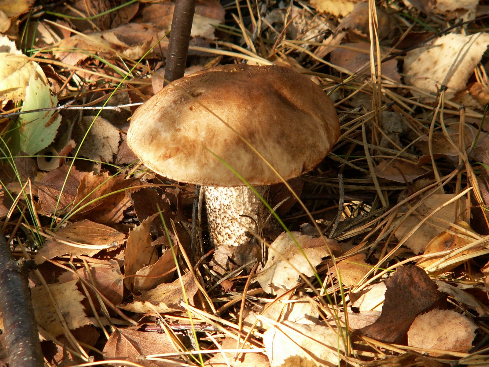 Kwatery Kaszuby dla Twojej rodziny i przyjaciół: Kozaki, Atlas grzybów ...