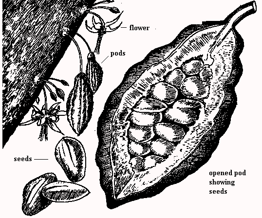 Systematics, Anatomy and Morphology of Cacao | Agriculture, Technology ...