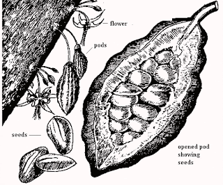 Systematics, Anatomy and Morphology of Cacao | Agriculture, Technology ...