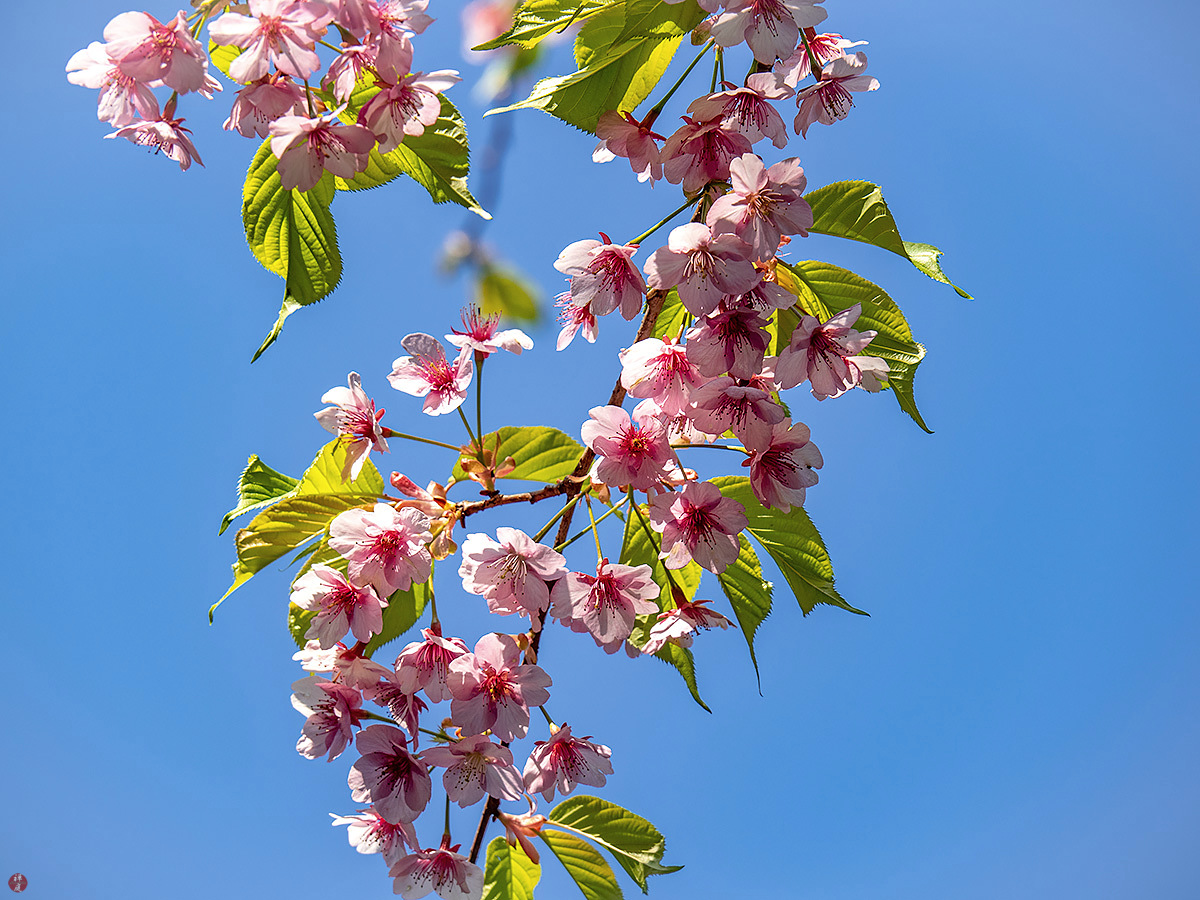 FROM THE GARDEN OF ZEN: Kawazu-zakura (Japanese cherry) flowers: Jochi-ji