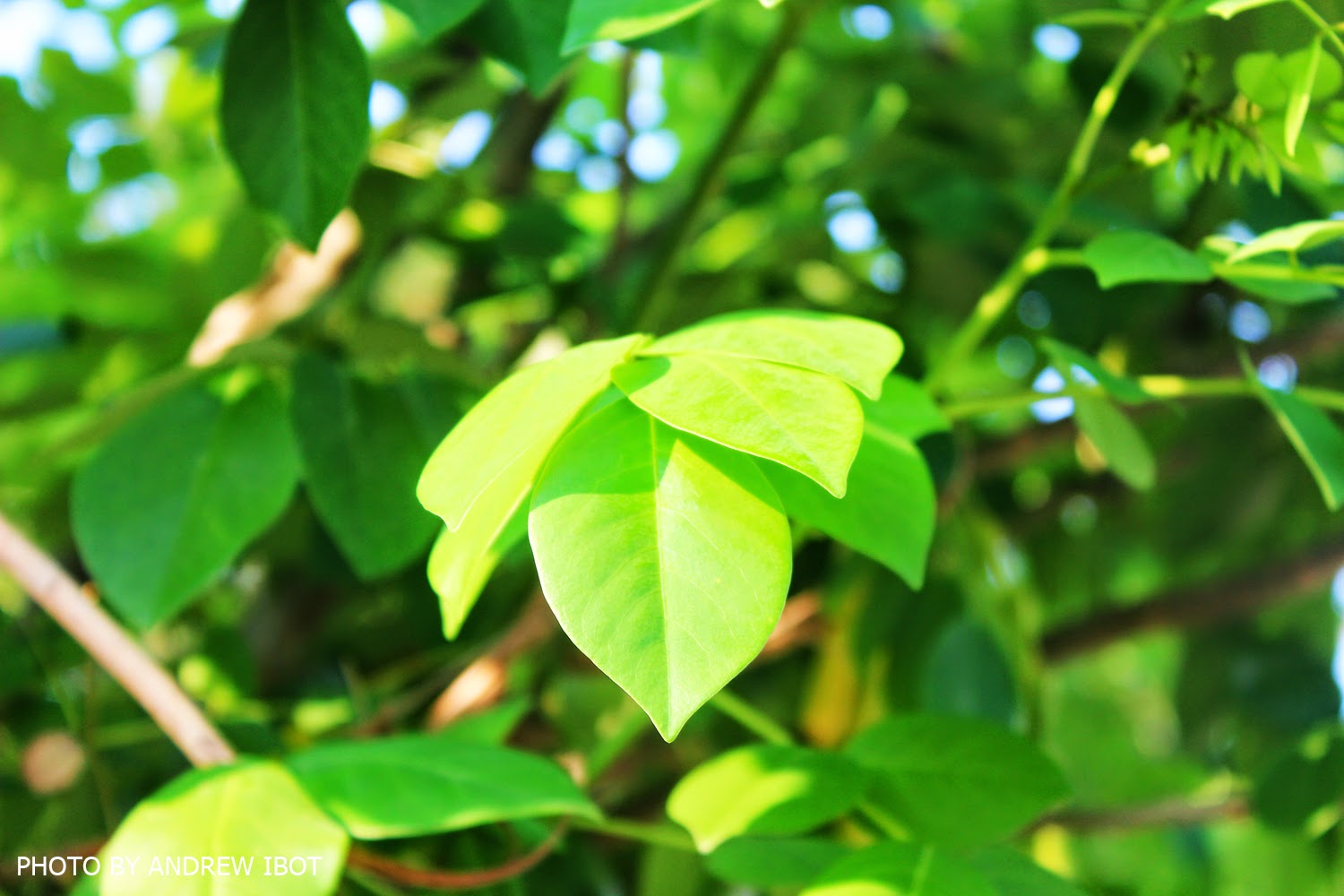 Ako si ANDREW IBOT!: Kakawate (Gliridia sepium (Jacg.) Steud)