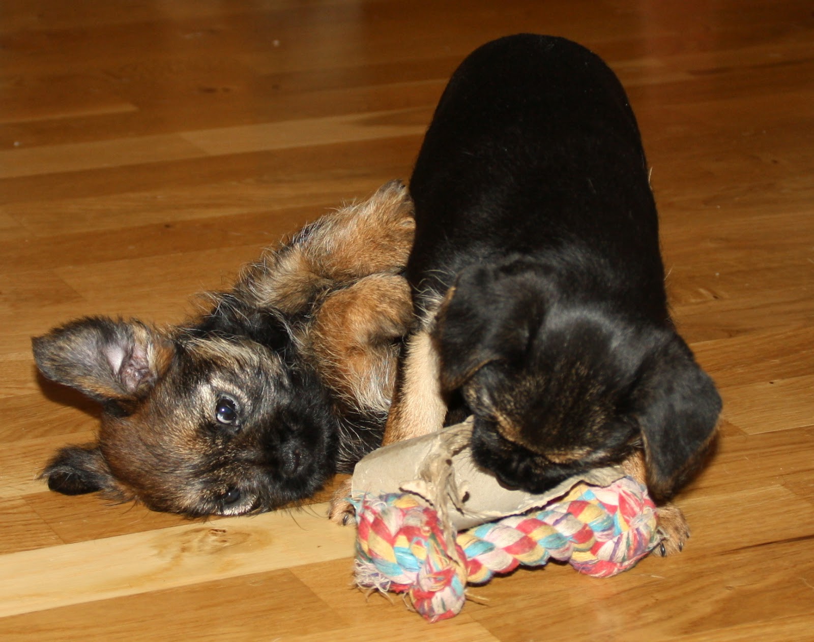 TOJTAS KENNEL: BORDER TERRIER VALPAR 7 VECKOR